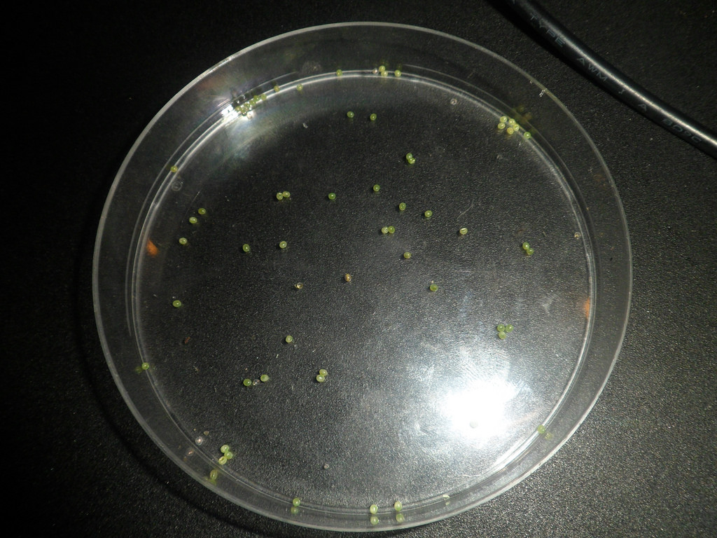 Hippotion celerio — “Vine-hawkmoth” | Welcome, visitor!