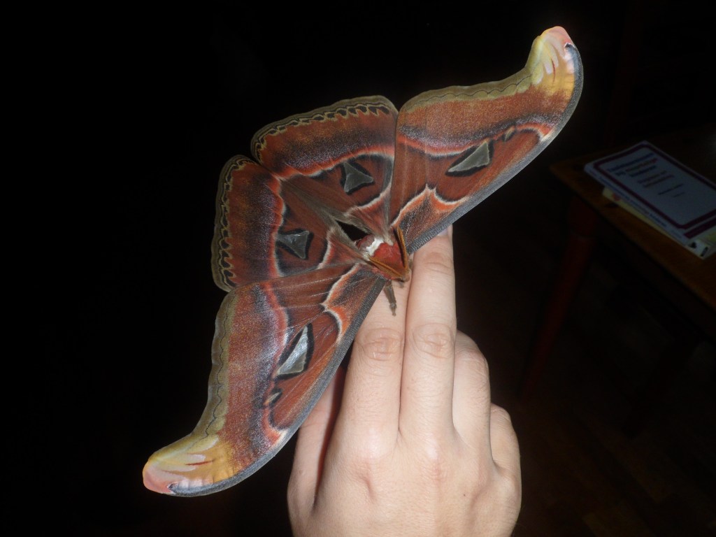 Attacus atlas — “Atlas moth” | Welcome, visitor!