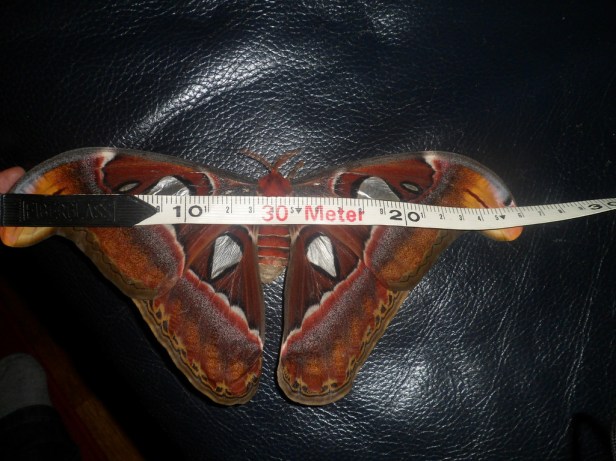 Attacus atlas — “Atlas moth” | Welcome, visitor!