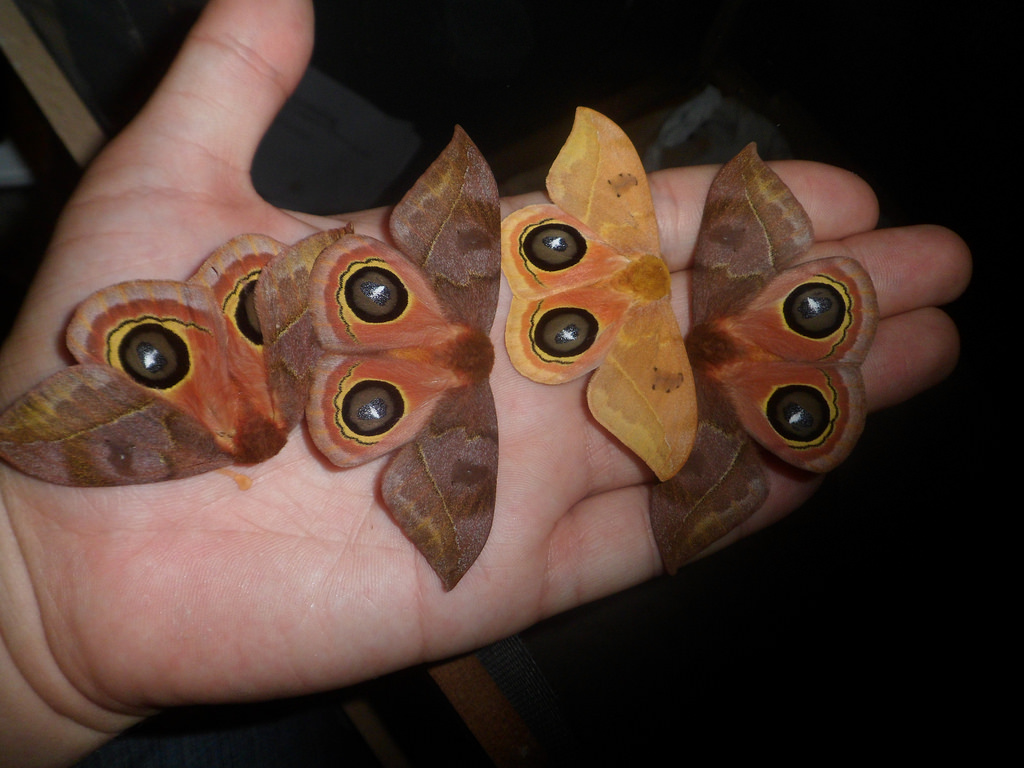 Automeris tridens | Welcome, visitor!