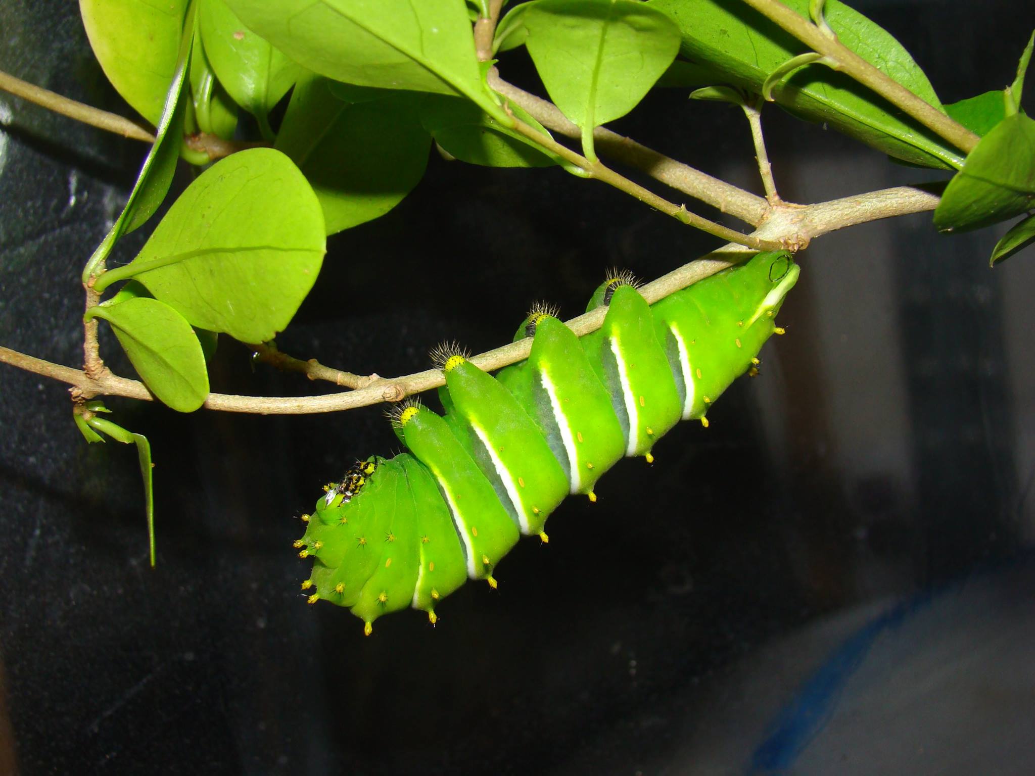 Rothschildia cincta | Welcome, visitor!