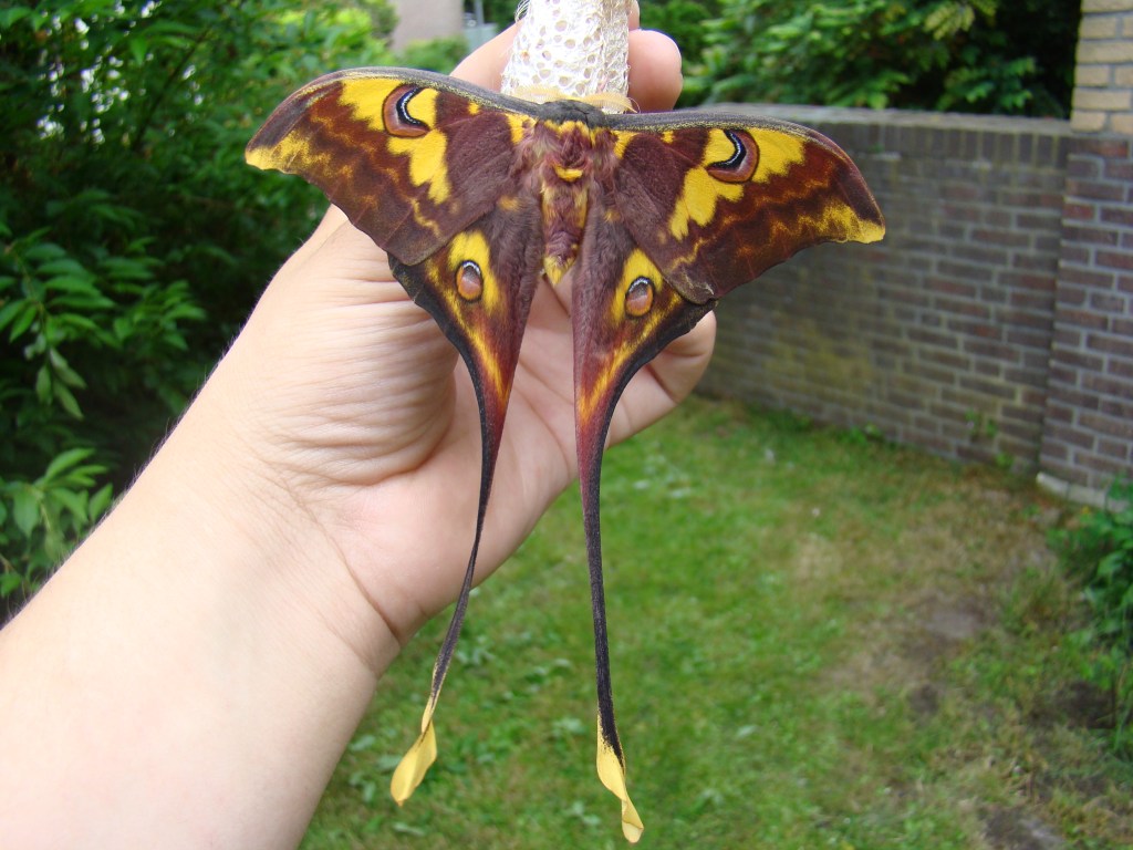 Actias isis — “Sulawesi moon moth” | Welcome, visitor!