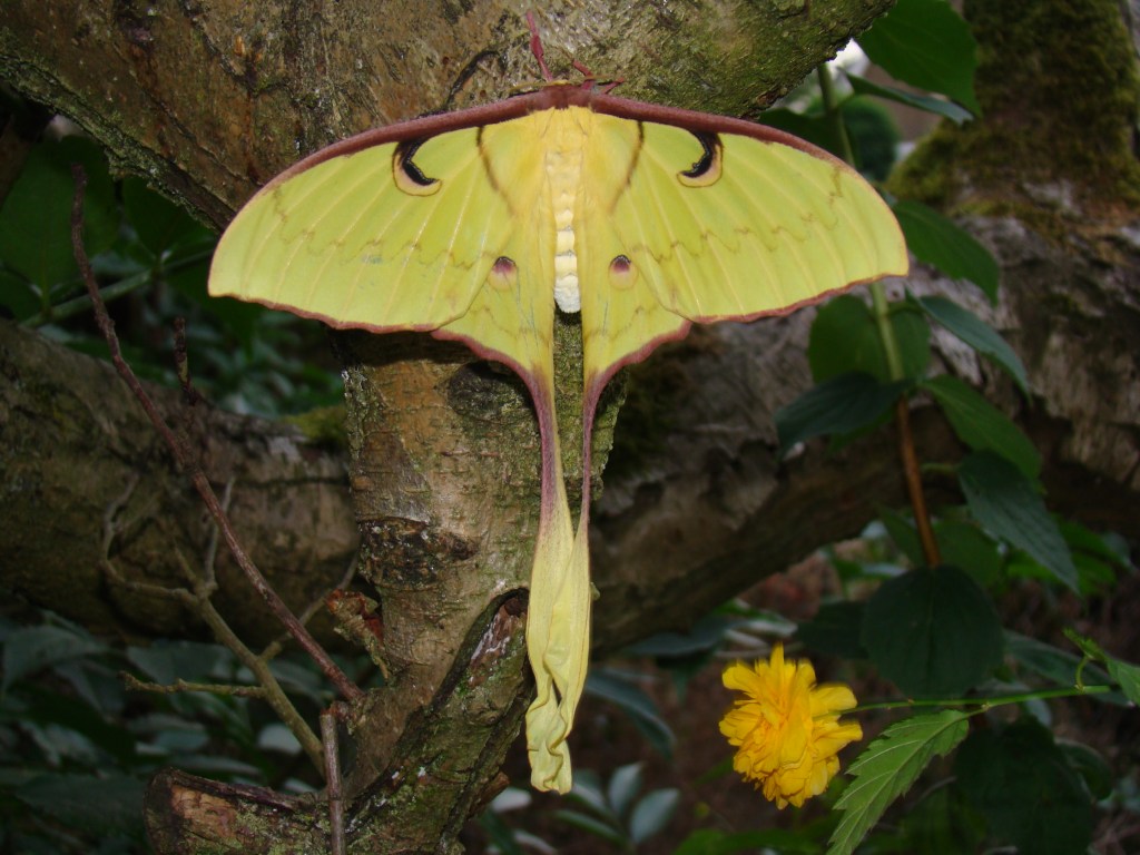 Actias maenas — “Malaysian moon moth” | Welcome, visitor!