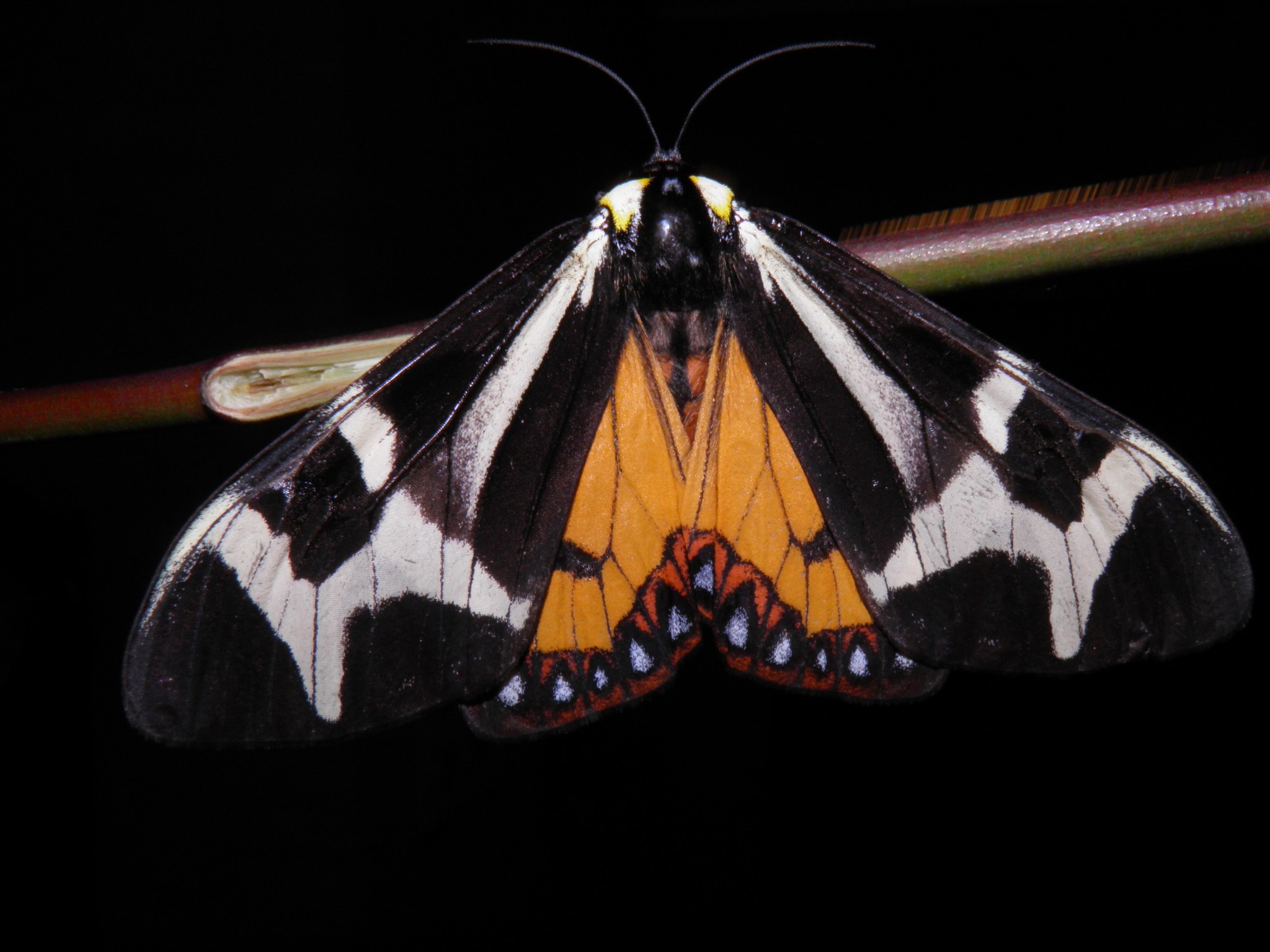 Welcome, visitor! | The aim of this website is to provide information ...