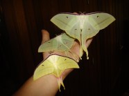 Indian Moon Moth Size