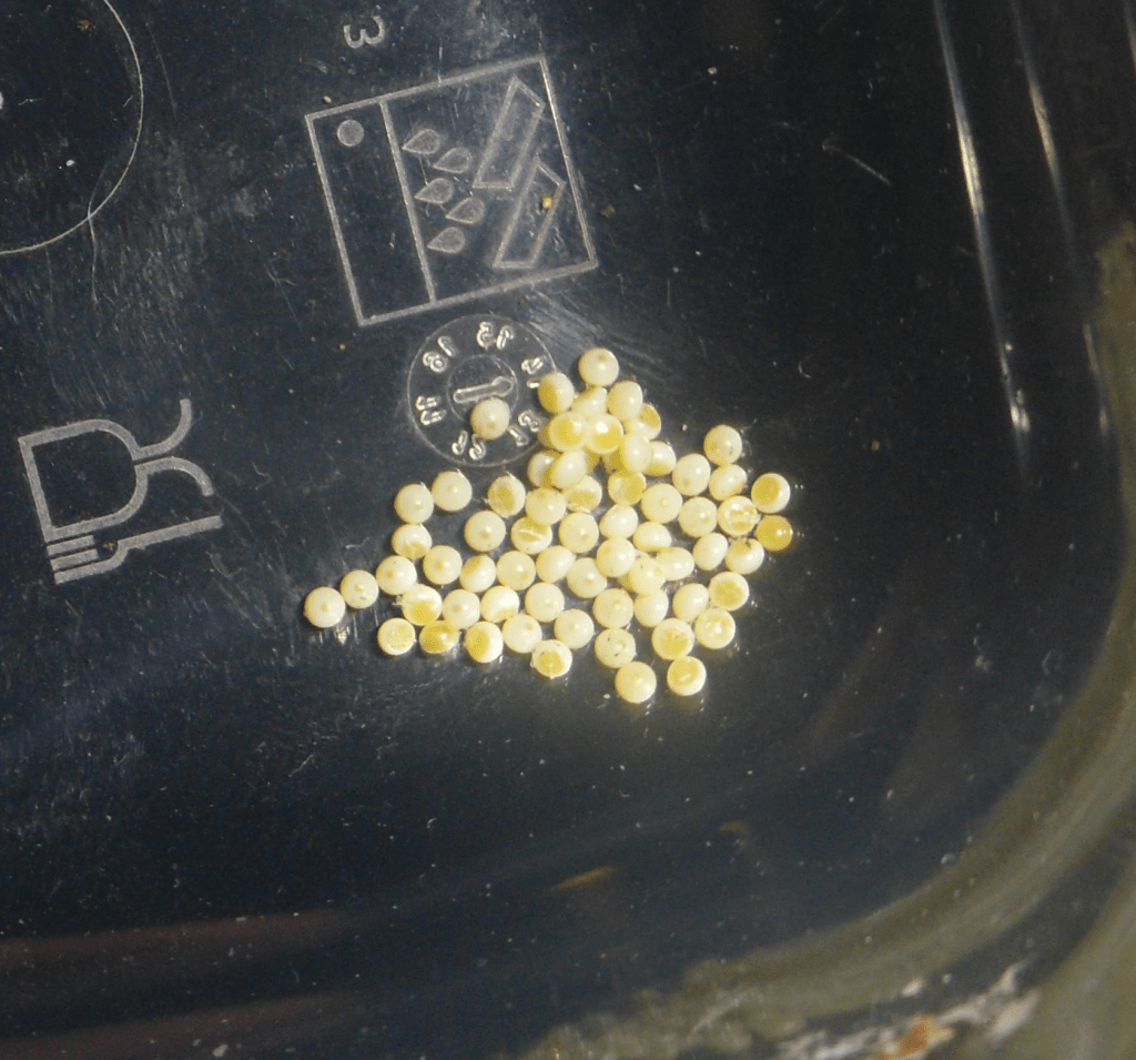 Acanthobrahmaea europaea — “European owl moth” | Welcome, visitor!