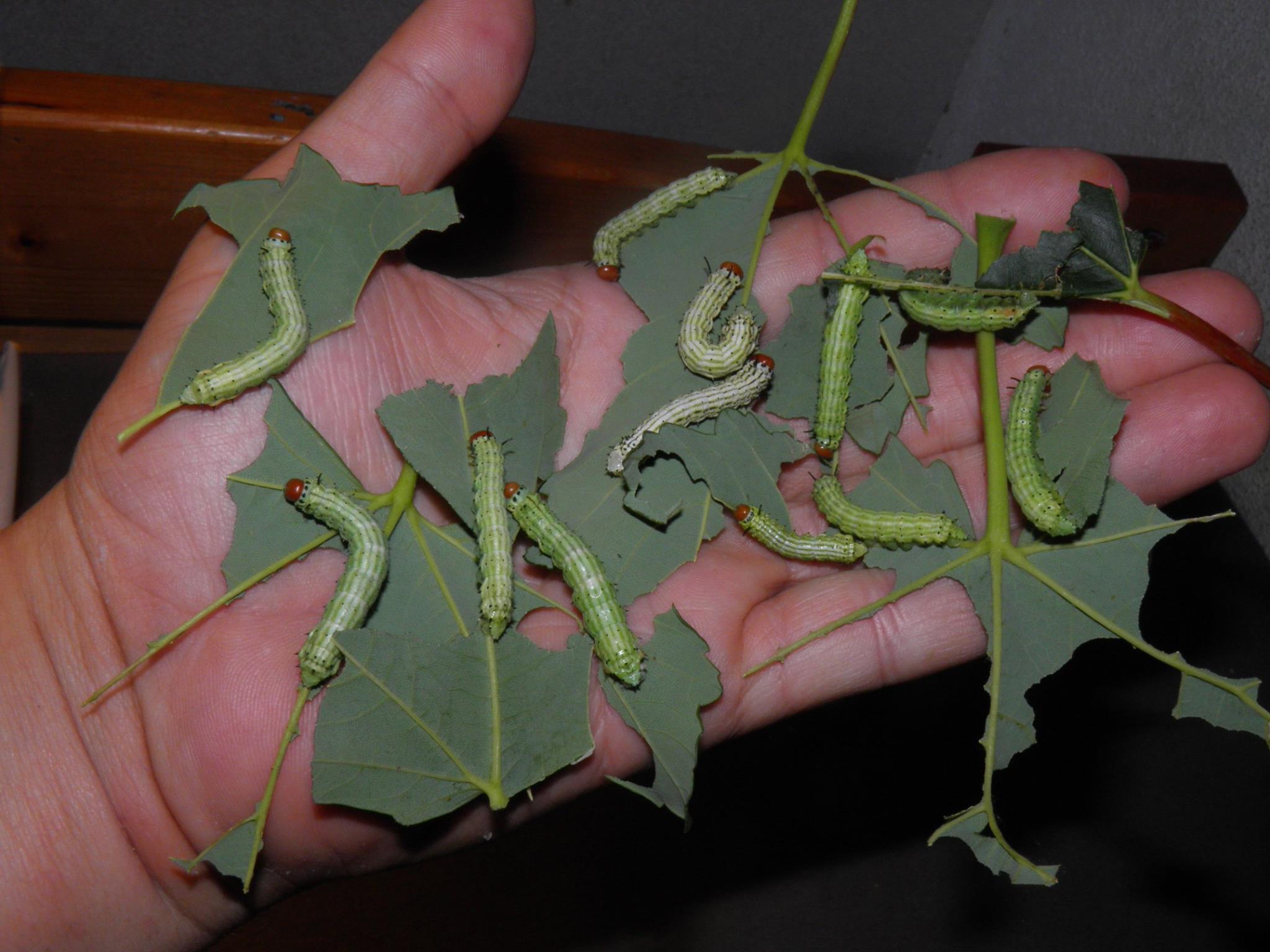 Rosy Maple Moth Caterpillar