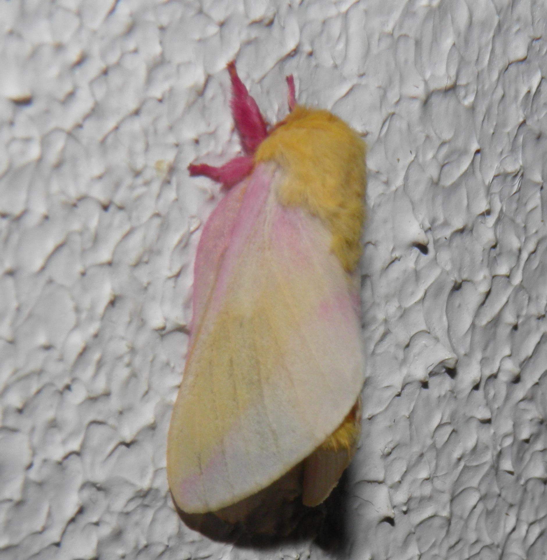 Dryocampa rubicunda — “Rosy maple moth” | Welcome, visitor!