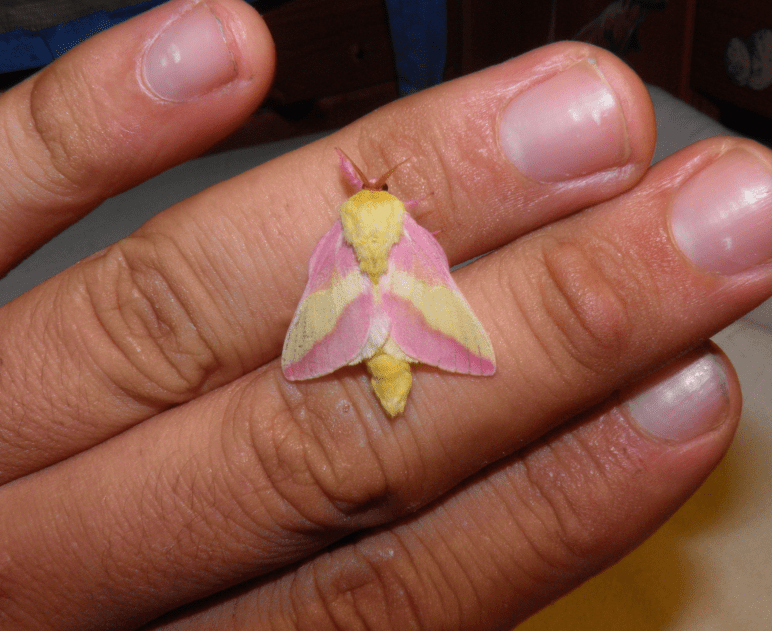 Dryocampa rubicunda — “Rosy maple moth” | Welcome, visitor!