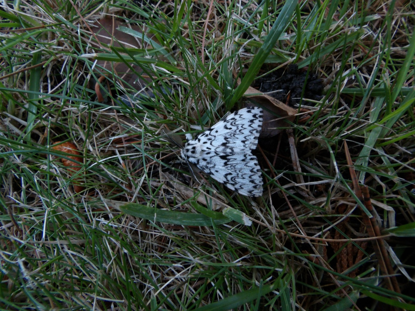 Lymantria monacha — “Nun moth” | Welcome, visitor!