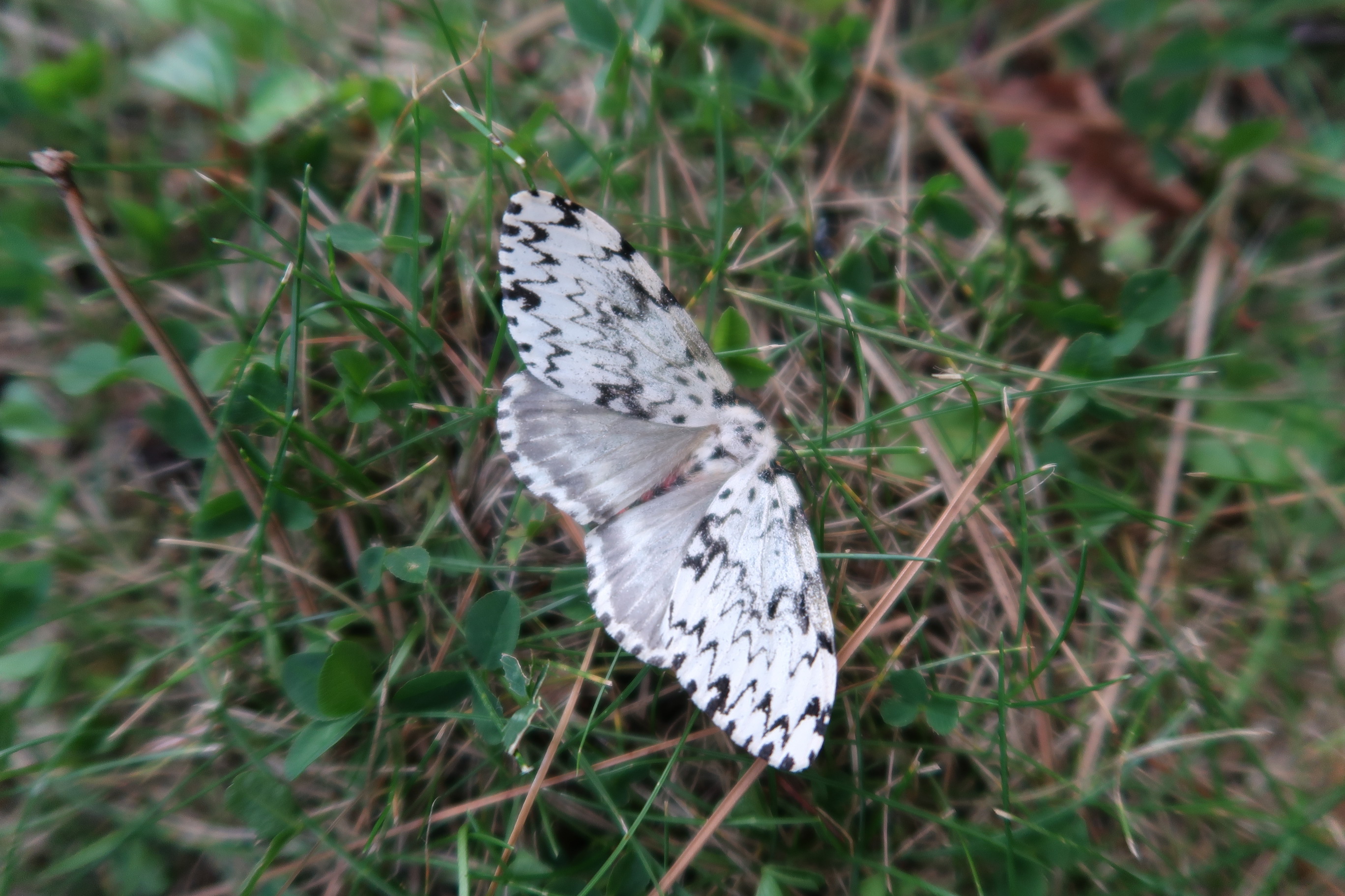 Lymantria monacha — “Nun moth” | Welcome, visitor!