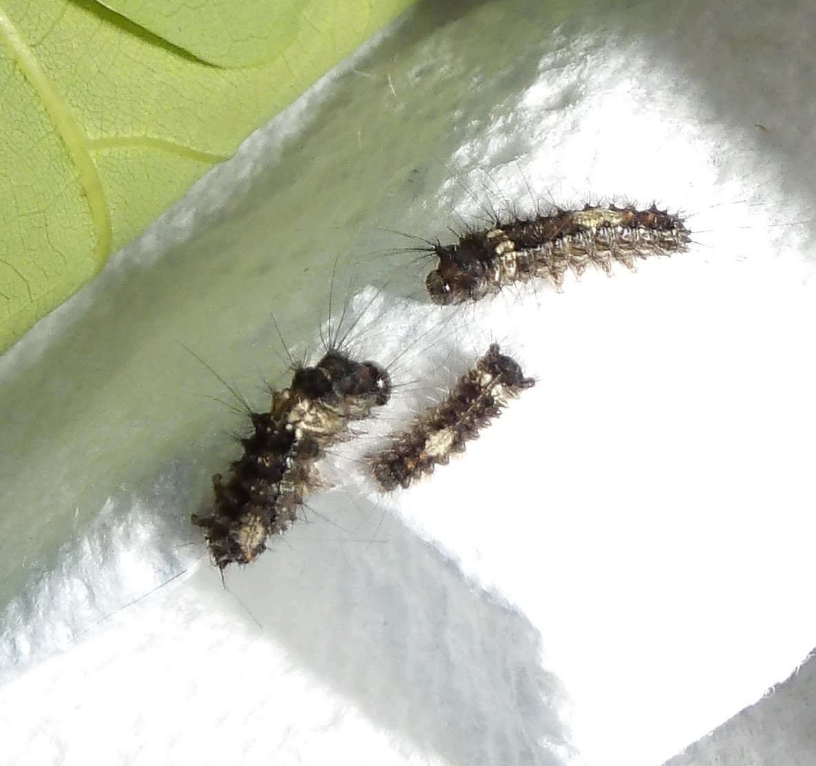 Lymantria monacha — “Nun moth” | Welcome, visitor!