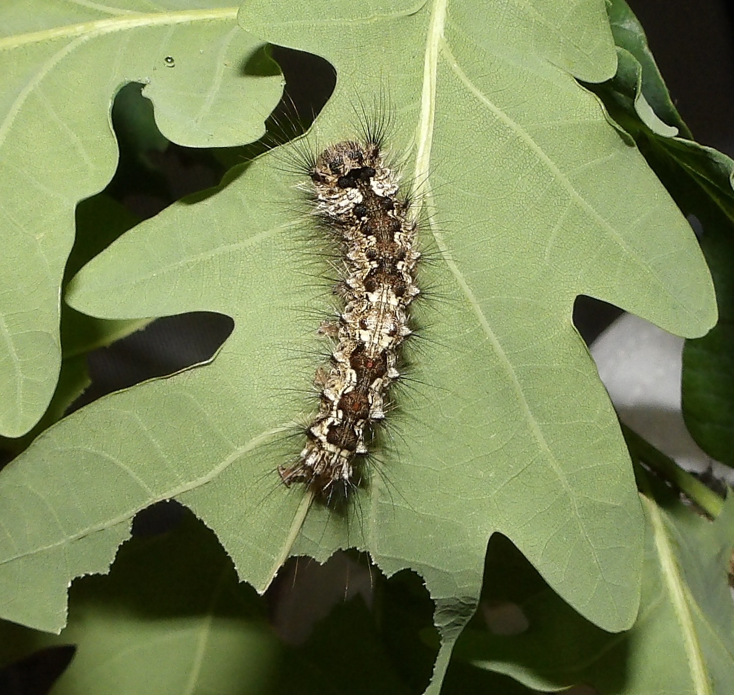 Lymantria monacha — “Nun moth” | Welcome, visitor!