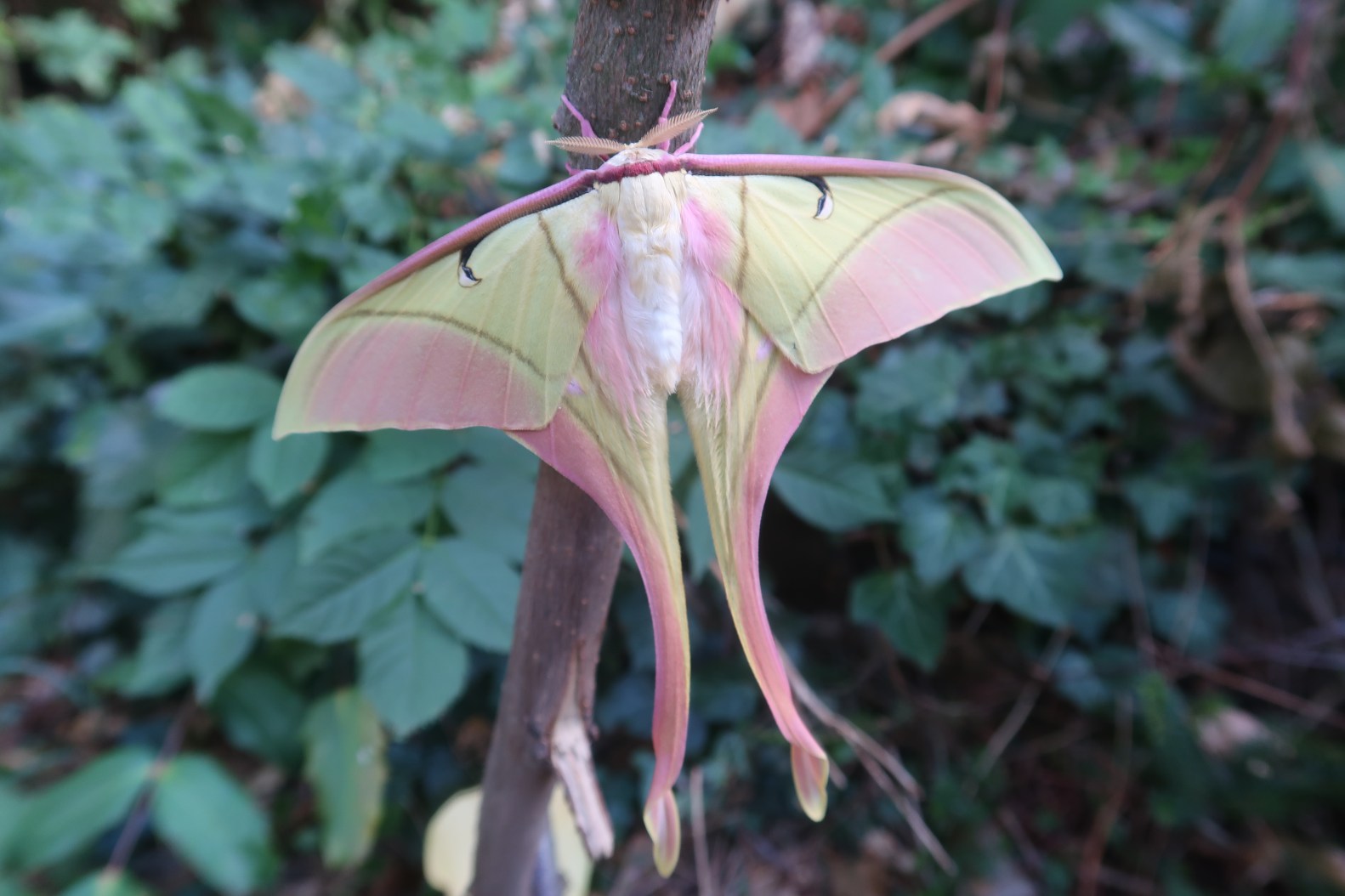 Actias rhodopneuma — pink spirit moth | Welcome, visitor!