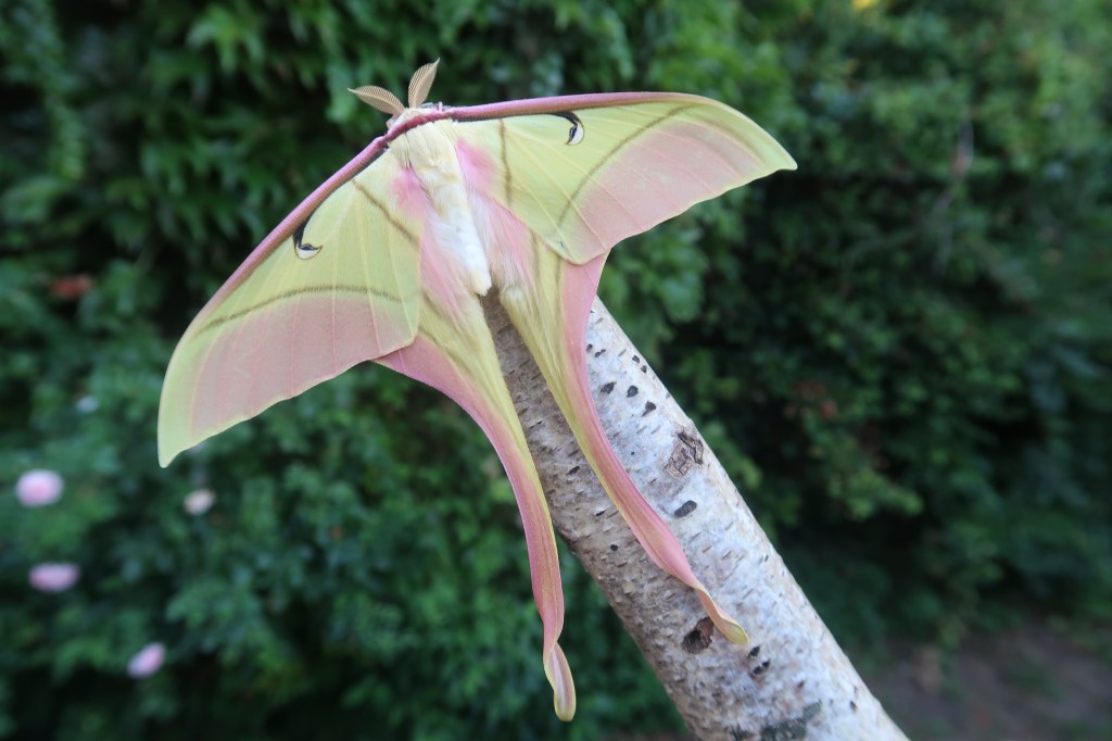 Actias rhodopneuma — pink spirit moth | Welcome, visitor!