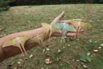 Actias rhodopneuma — pink spirit moth | Welcome, visitor!