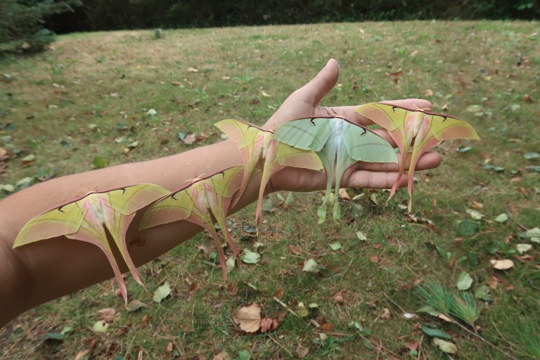 Actias rhodopneuma — pink spirit moth | Welcome, visitor!