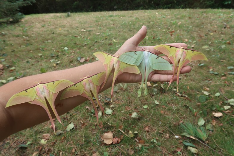 Actias rhodopneuma — pink spirit moth | Welcome, visitor!