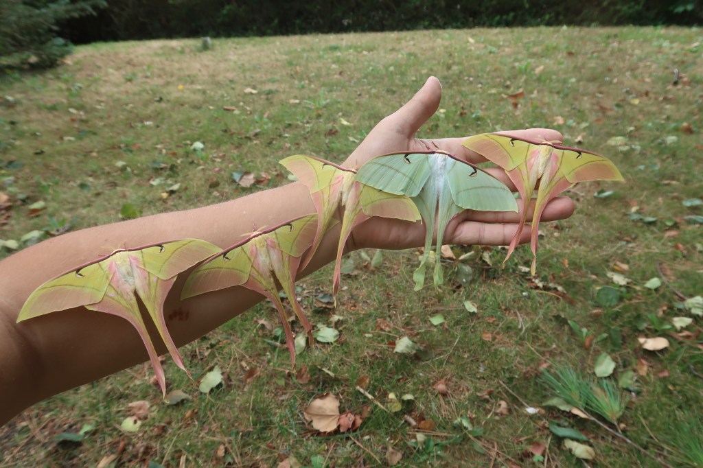 Actias rhodopneuma — pink spirit moth | Welcome, visitor!