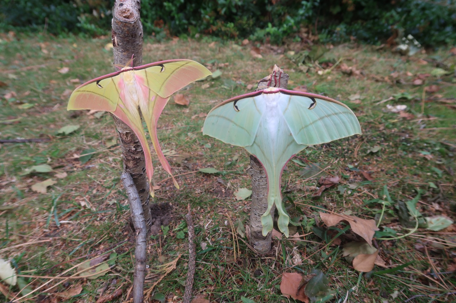 Actias rhodopneuma — pink spirit moth | Welcome, visitor!