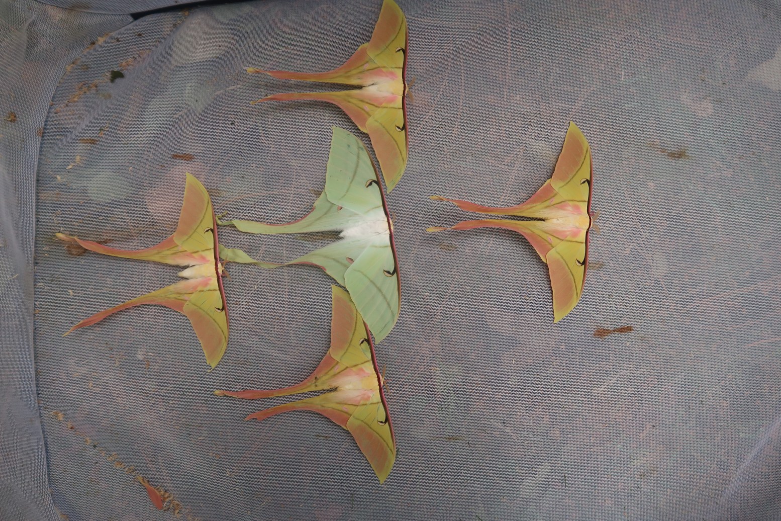 Actias rhodopneuma — pink spirit moth | Welcome, visitor!