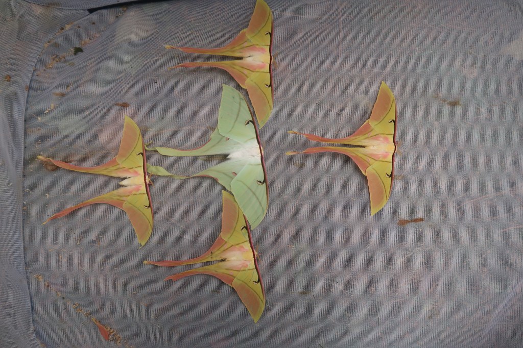 Actias rhodopneuma — pink spirit moth | Welcome, visitor!