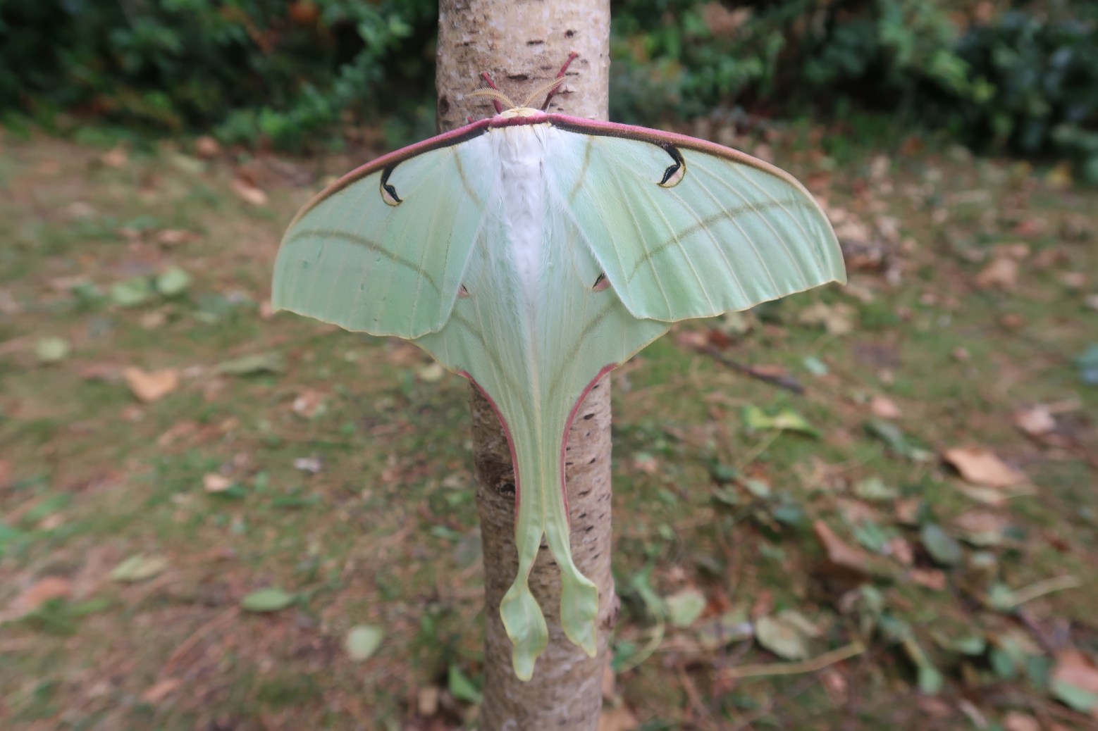 Actias rhodopneuma — pink spirit moth | Welcome, visitor!
