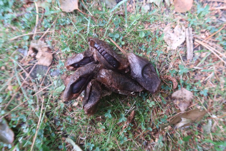 Actias rhodopneuma — pink spirit moth | Welcome, visitor!