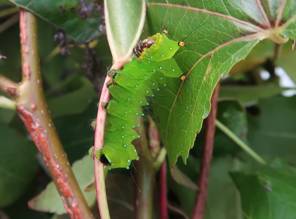 Actias rhodopneuma — pink spirit moth | Welcome, visitor!