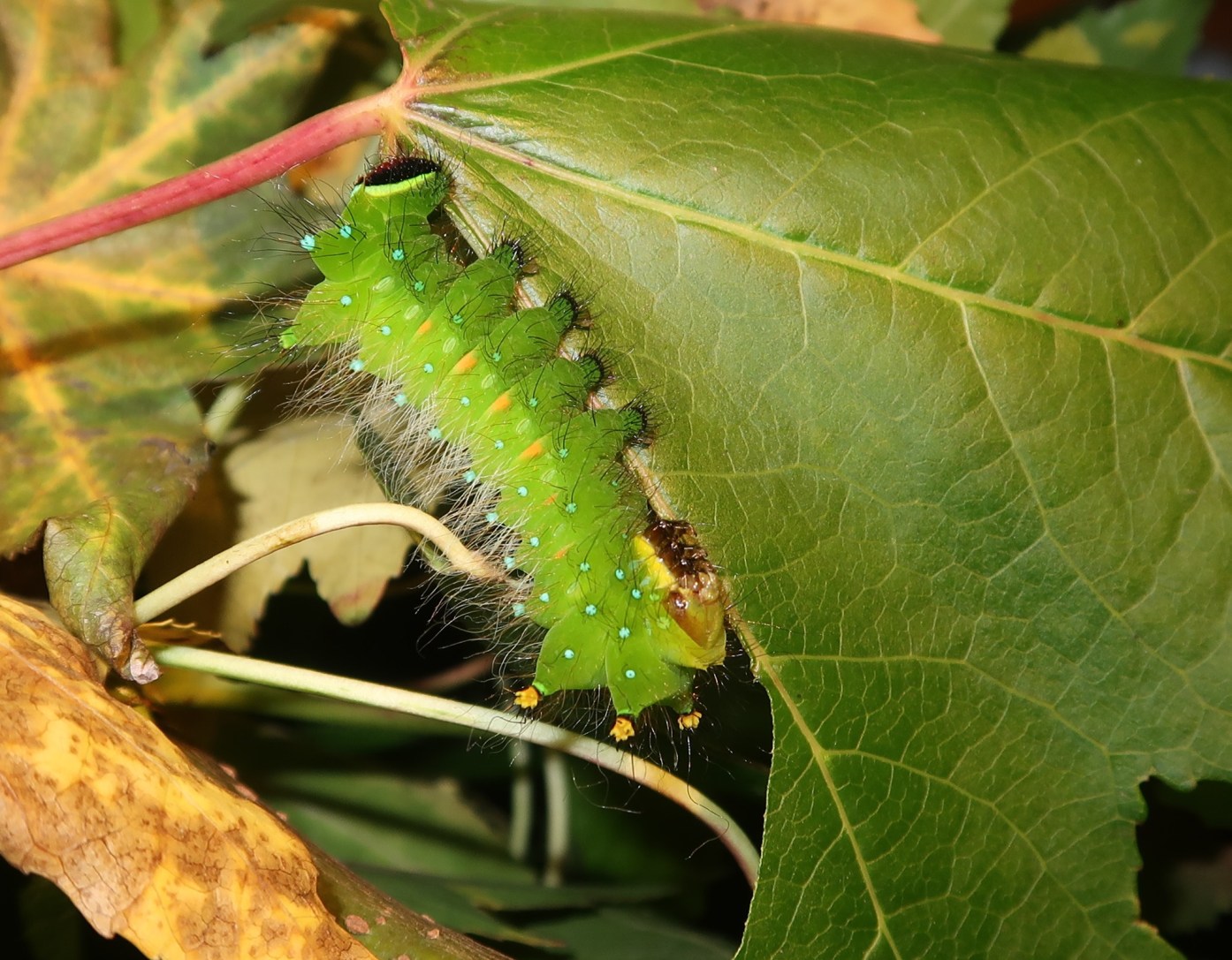 Actias rhodopneuma — pink spirit moth | Welcome, visitor!