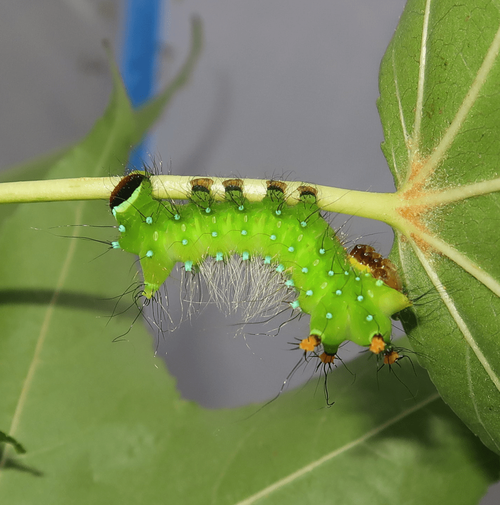 Actias rhodopneuma — pink spirit moth | Welcome, visitor!