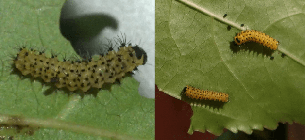 Actias rhodopneuma — pink spirit moth | Welcome, visitor!
