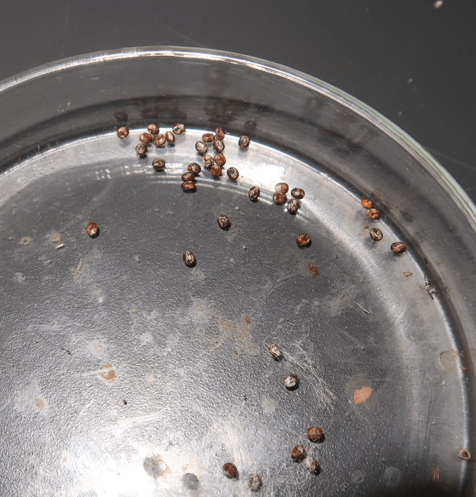 Actias rhodopneuma — pink spirit moth | Welcome, visitor!