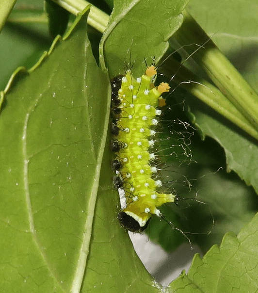 Actias rhodopneuma — pink spirit moth | Welcome, visitor!