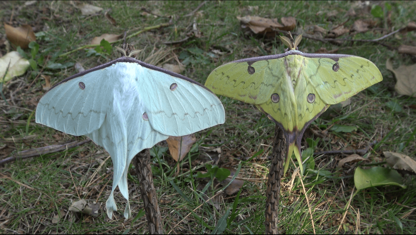 Actias sinensis — “Golden moon moth” | Welcome, visitor!