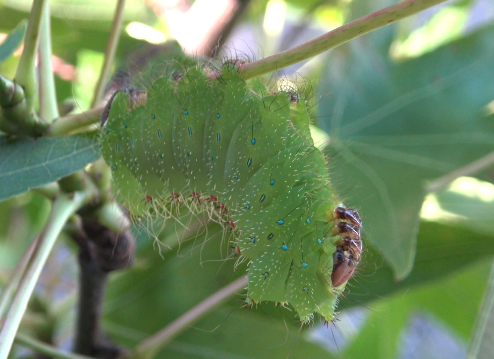 Actias sinensis — “Golden moon moth” | Welcome, visitor!