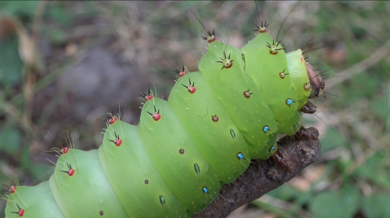 Actias sinensis — “Golden moon moth” | Welcome, visitor!