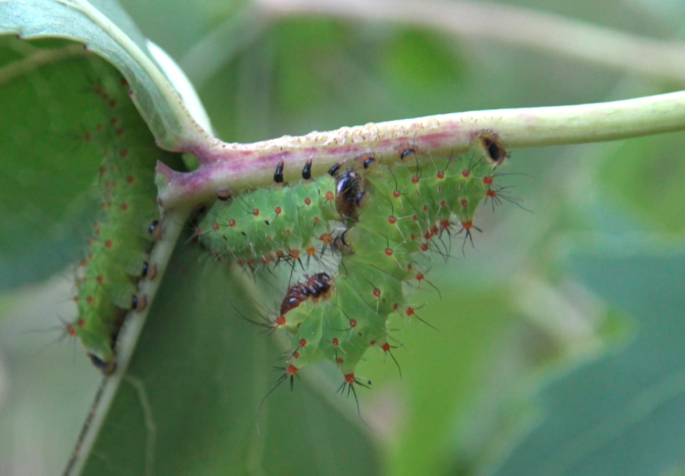 Actias sinensis — “Golden moon moth” | Welcome, visitor!