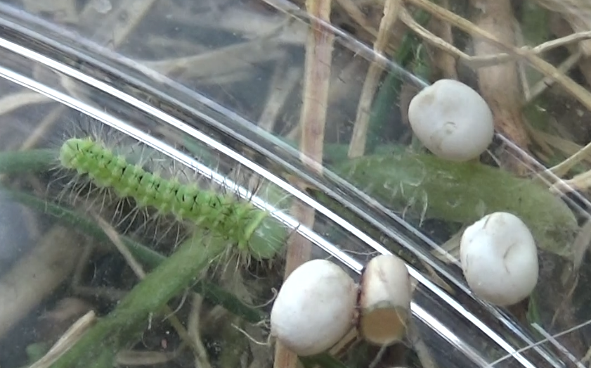 Rinaca (Caligula) lindia — Himalayan Emperor Moth | Welcome, visitor!