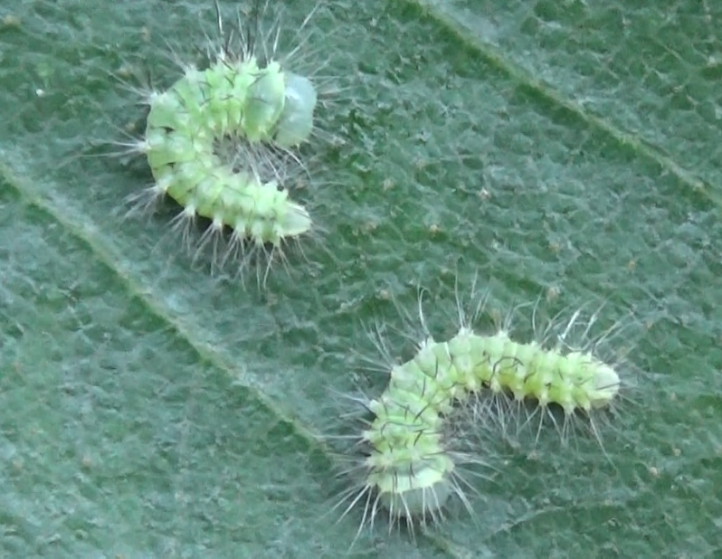 Rinaca (Caligula) lindia — Himalayan Emperor Moth | Welcome, visitor!