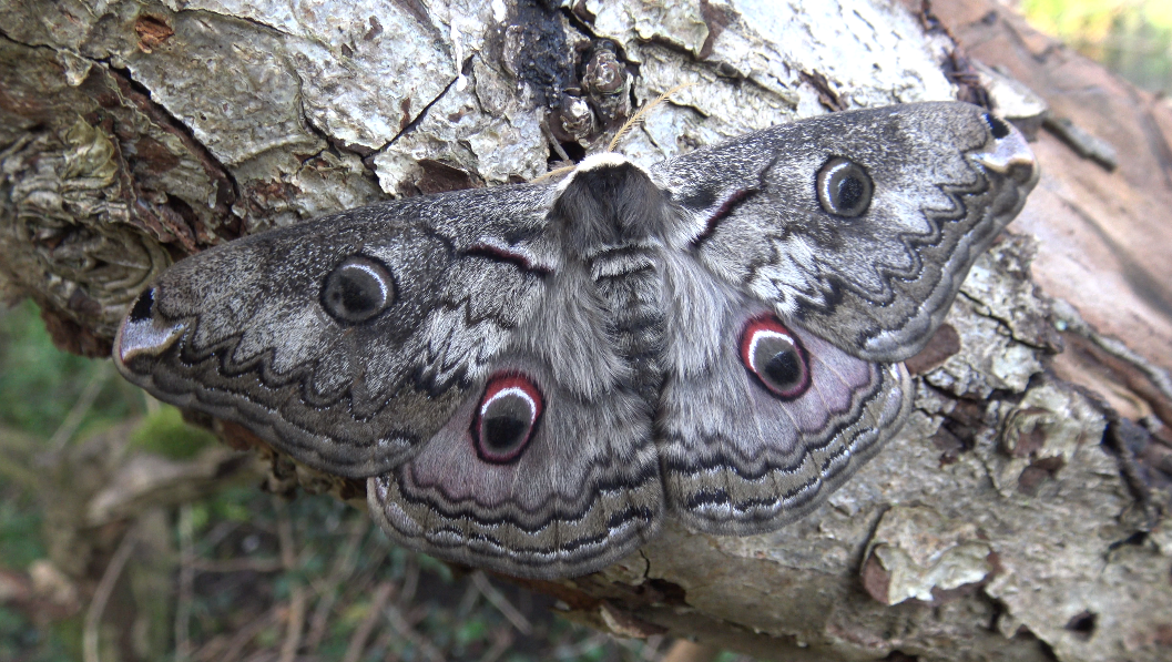Rinaca (Caligula) lindia — Himalayan Emperor Moth | Welcome, visitor!