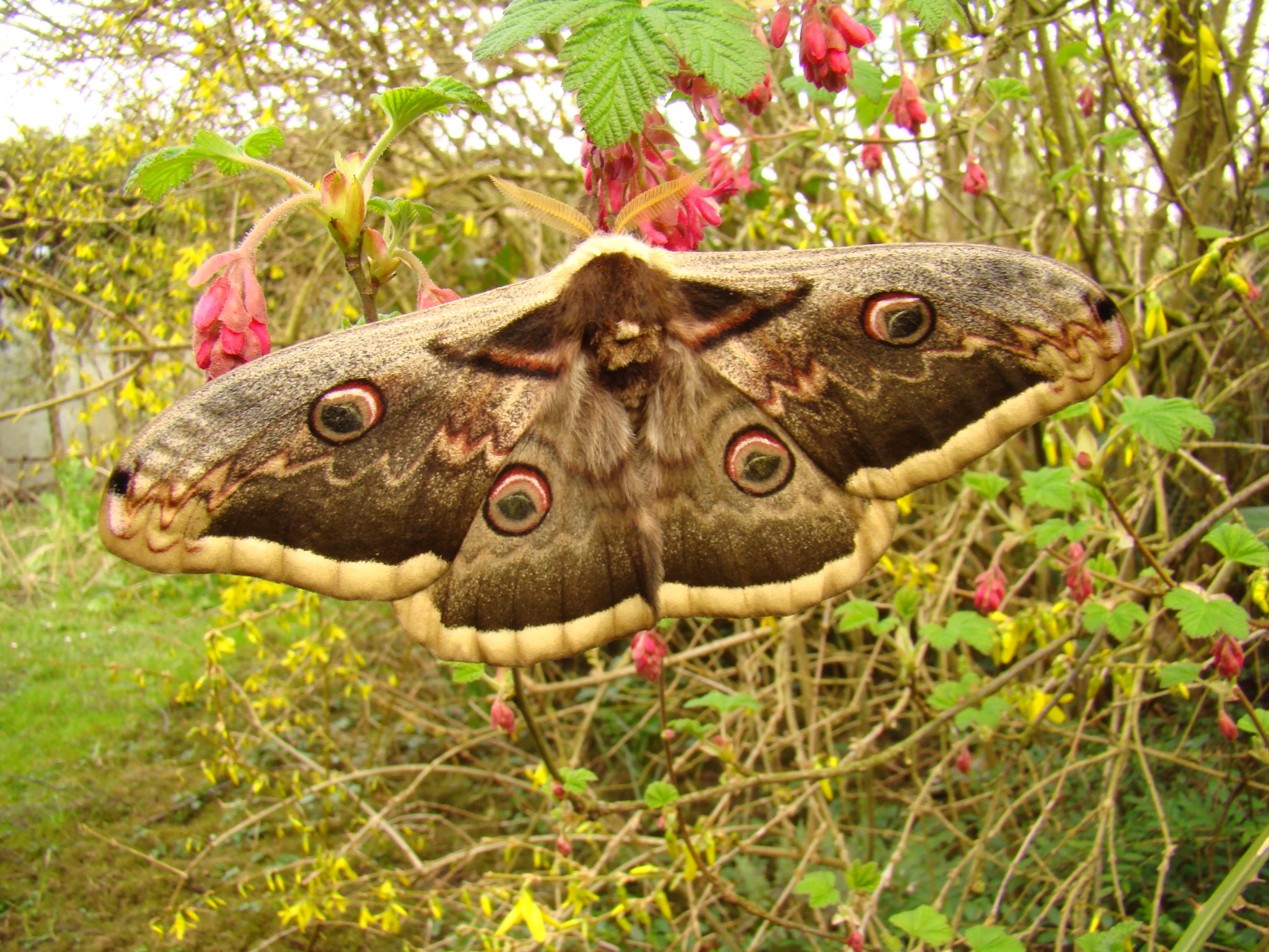Saturnia pyri — “Giant peacock moth” | Welcome, visitor!