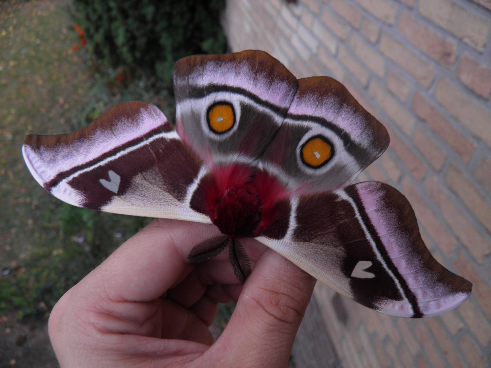 Bunaea alcinoe — “Cabbage tree emperor moth” | Welcome, visitor!