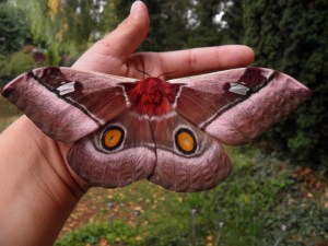 Bunaea alcinoe — “Cabbage tree emperor moth” | Welcome, visitor!