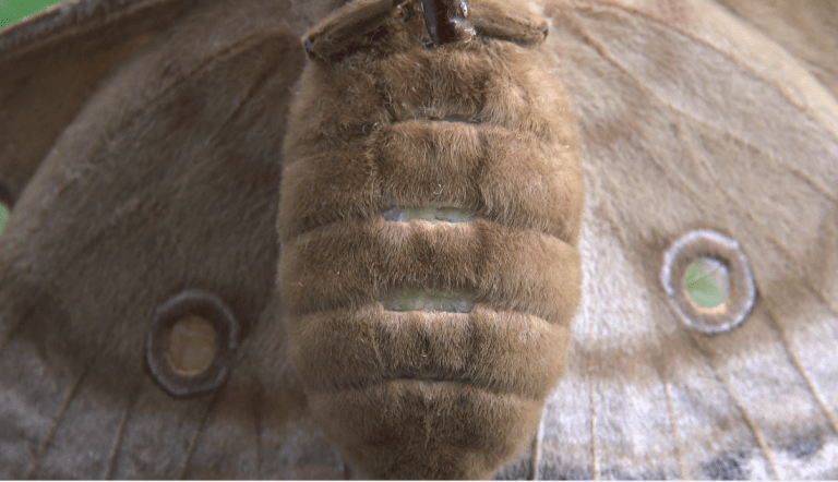 Antheraea pernyi — “Chinese Oak Silkmoth” | Welcome, visitor!