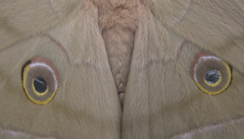 Antheraea pernyi — “Chinese Oak Silkmoth” | Welcome, visitor!