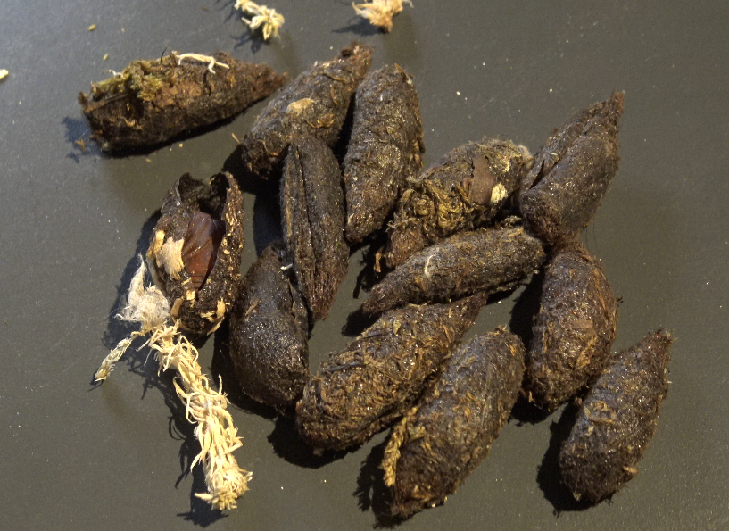 Rinaca (Caligula) lindia — Himalayan Emperor Moth | Welcome, visitor!