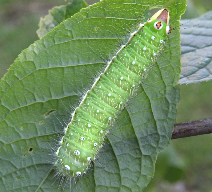 Rinaca (Caligula) lindia — Himalayan Emperor Moth | Welcome, visitor!