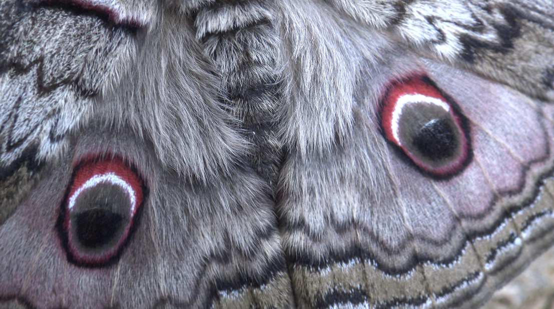 Rinaca (Caligula) lindia — Himalayan Emperor Moth | Welcome, visitor!