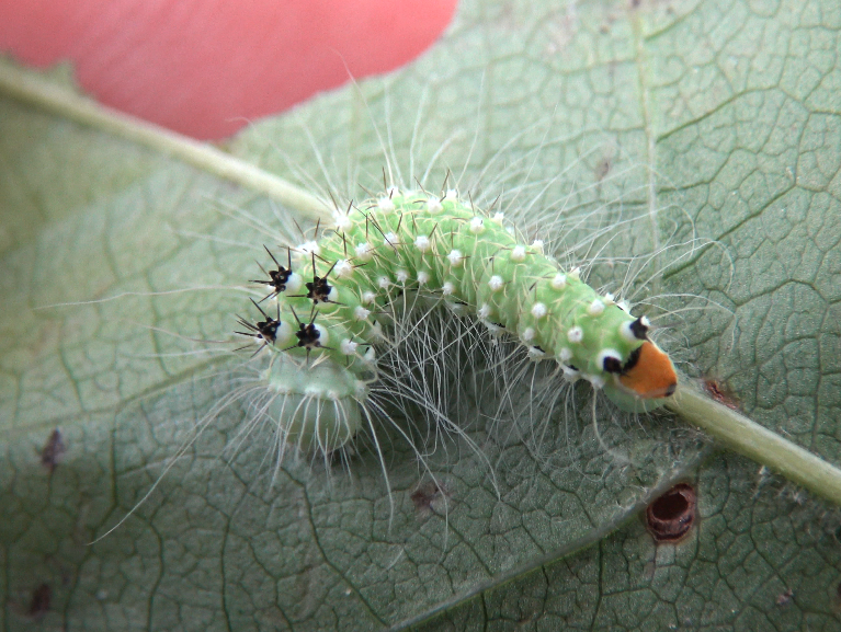 Rinaca (Caligula) lindia — Himalayan Emperor Moth | Welcome, visitor!